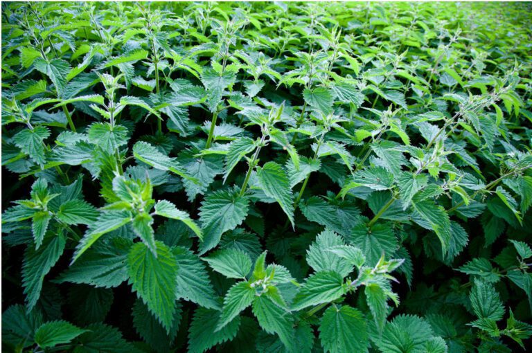 Brennnessel - Geheimnisvolle Heilpflanze und nahrhaftes Superfood - ☼ ☺ ...